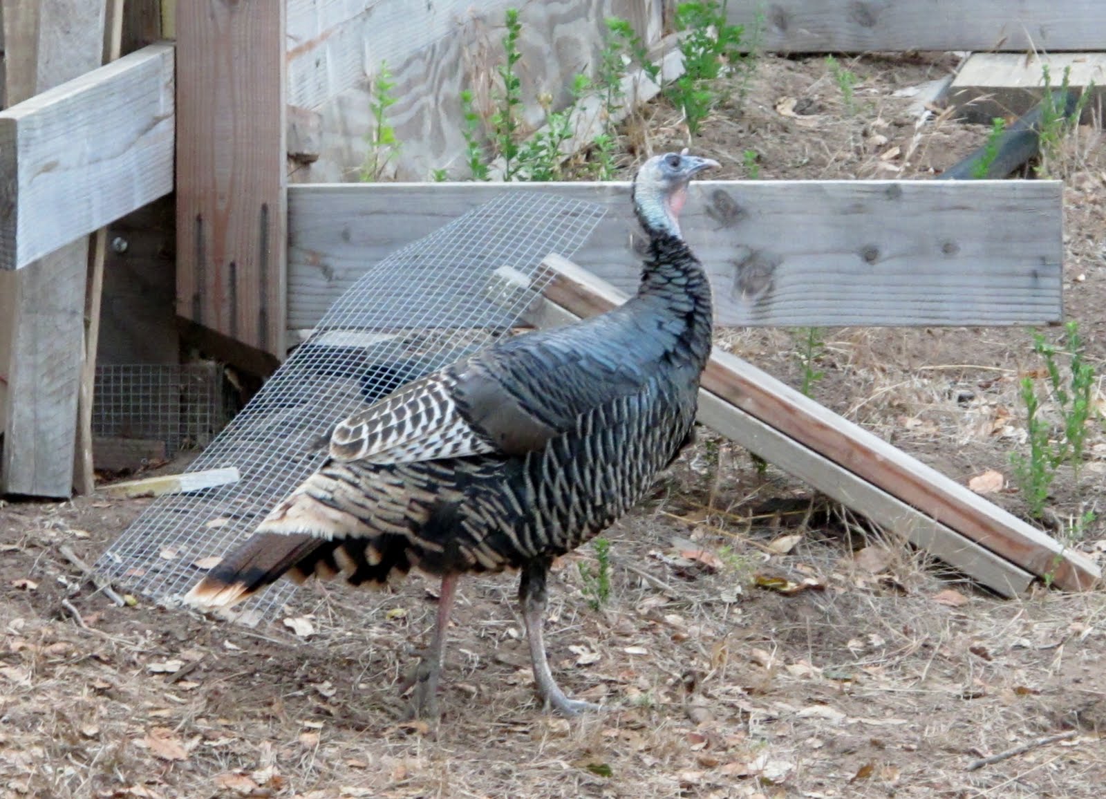 The Official PoultryBookstore.com Blog: Slate turkey