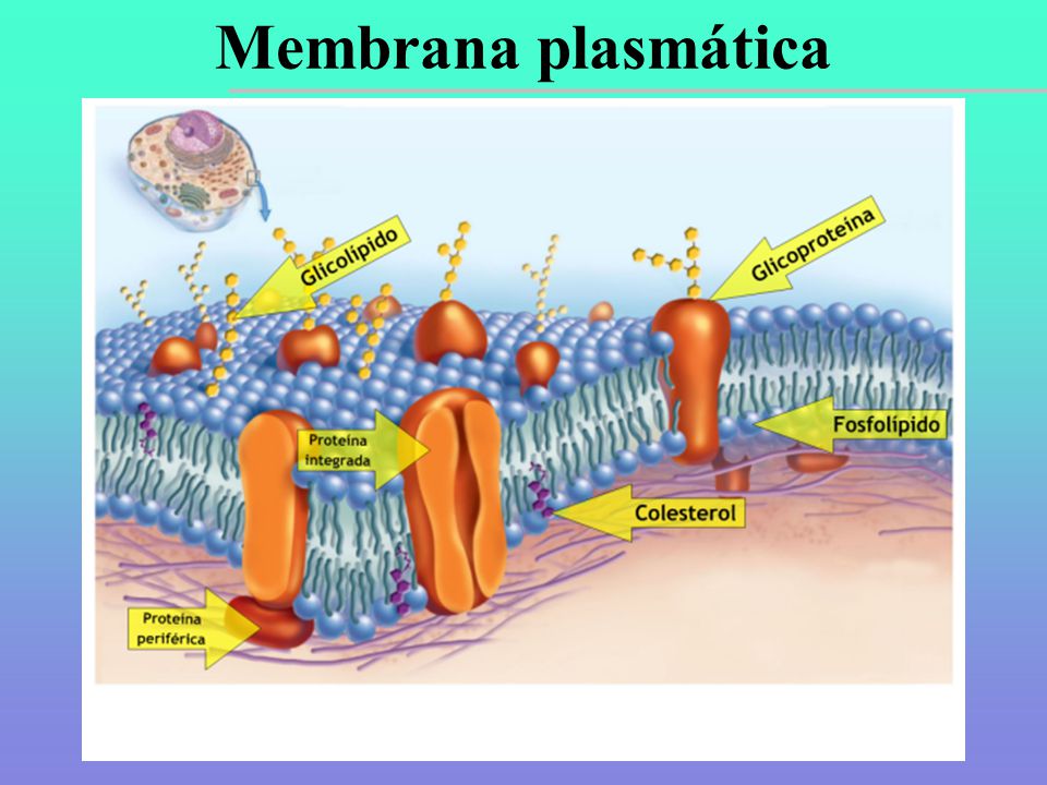 Membrana plasmática: Introdução | Biologia: A ciência da vida
