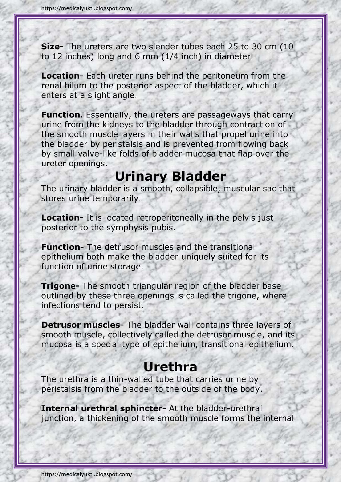 Urinary System Anatomy Physiology - Medical Yukti