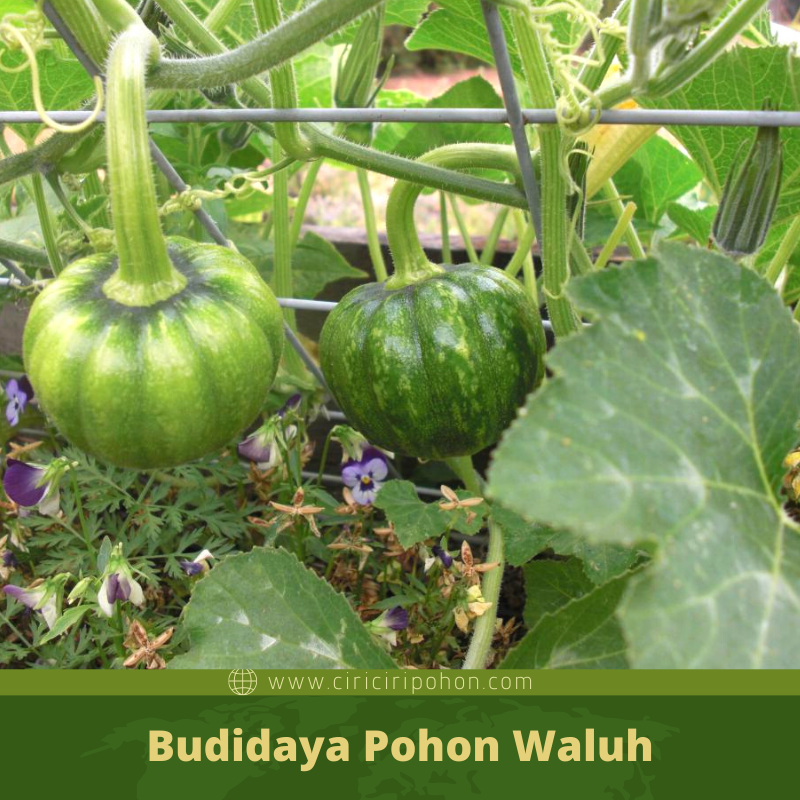 Tahapan Budidaya Tanaman Waluh - Ciriciripohon.com
