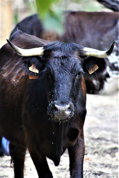 Bos taurus taurus
