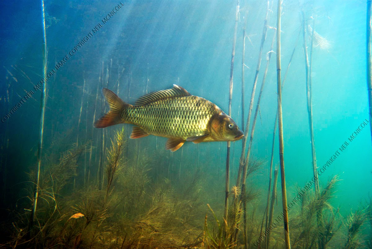 Freshwater Fish Photographs: Carp