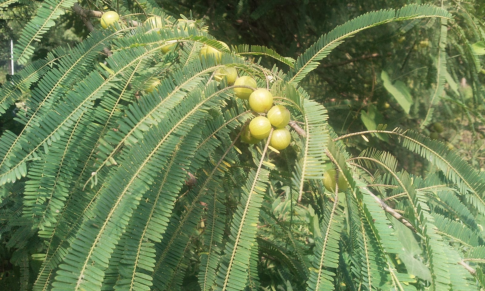 Groselha Indiana - Amla - Phyllanthus emblica
