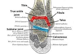 Joints of the Lower Limb ~ Anatomy for MSP