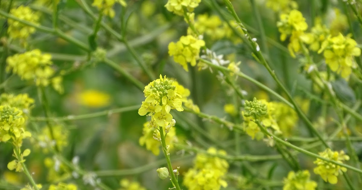 Diplotaxis virgata (Jaramago)