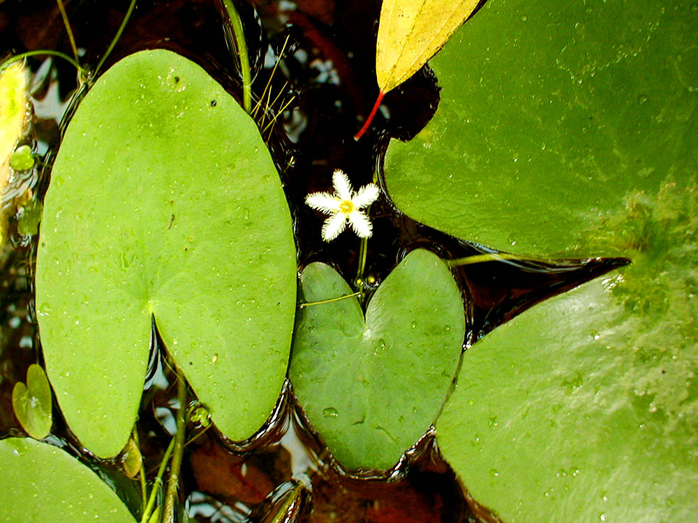 Days on the Claise: Water Snowflake