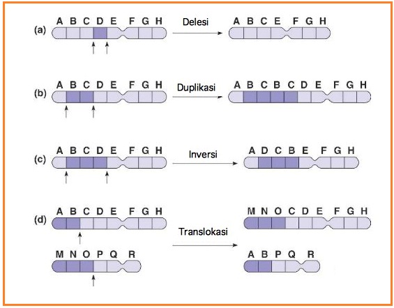 MUTASI - HEREDITAS - Biology Page