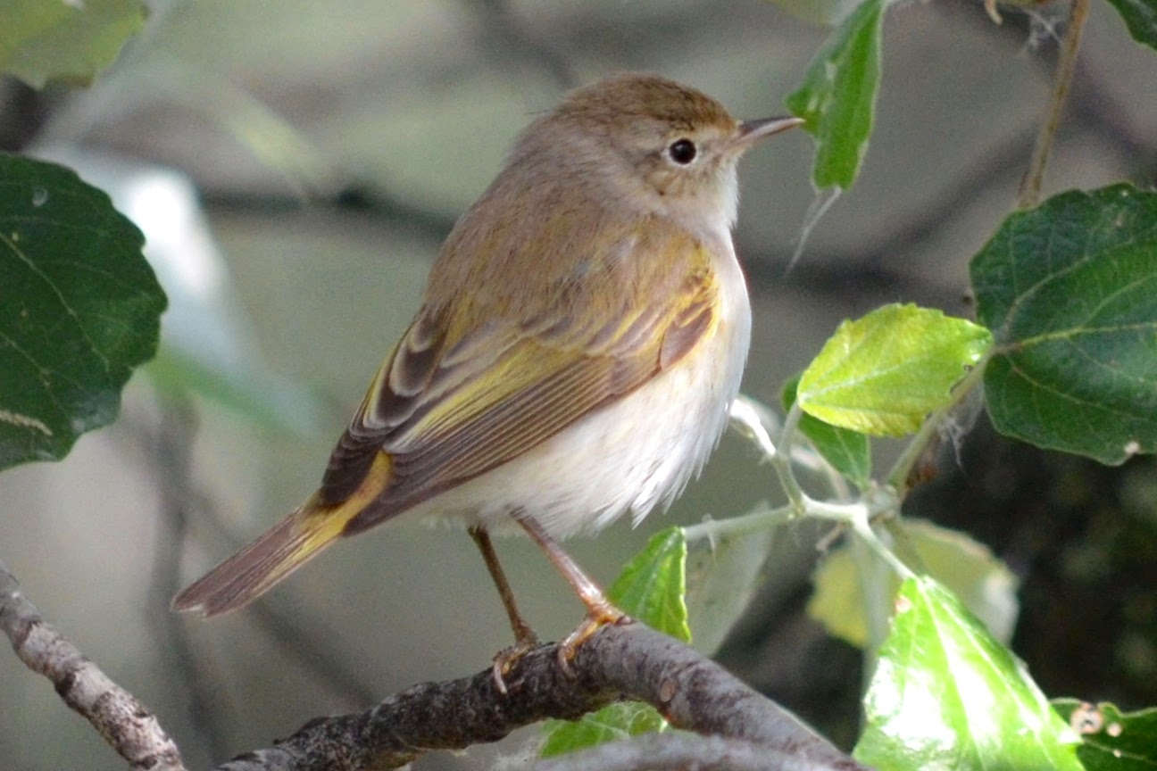 mosquitero+papialbo+(2).JPG