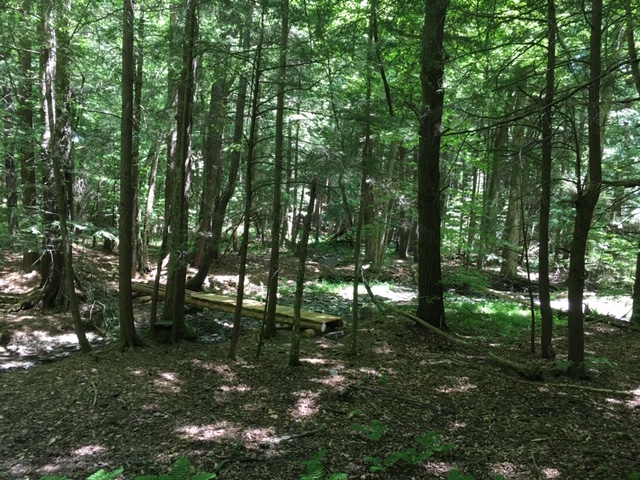 Danby State Forest - Michigan Hollow to Tamarack Lean-to
