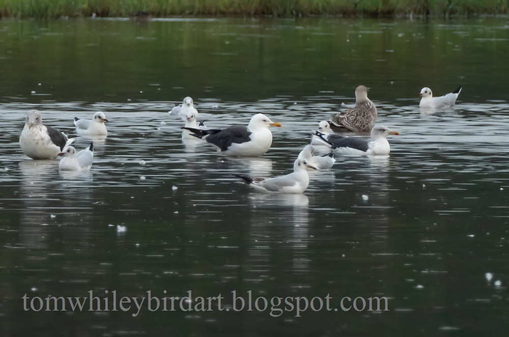 TropicBirdArt Blog from Holt: 20211008,19 Baltic Gull, Cley Marshes pre ...