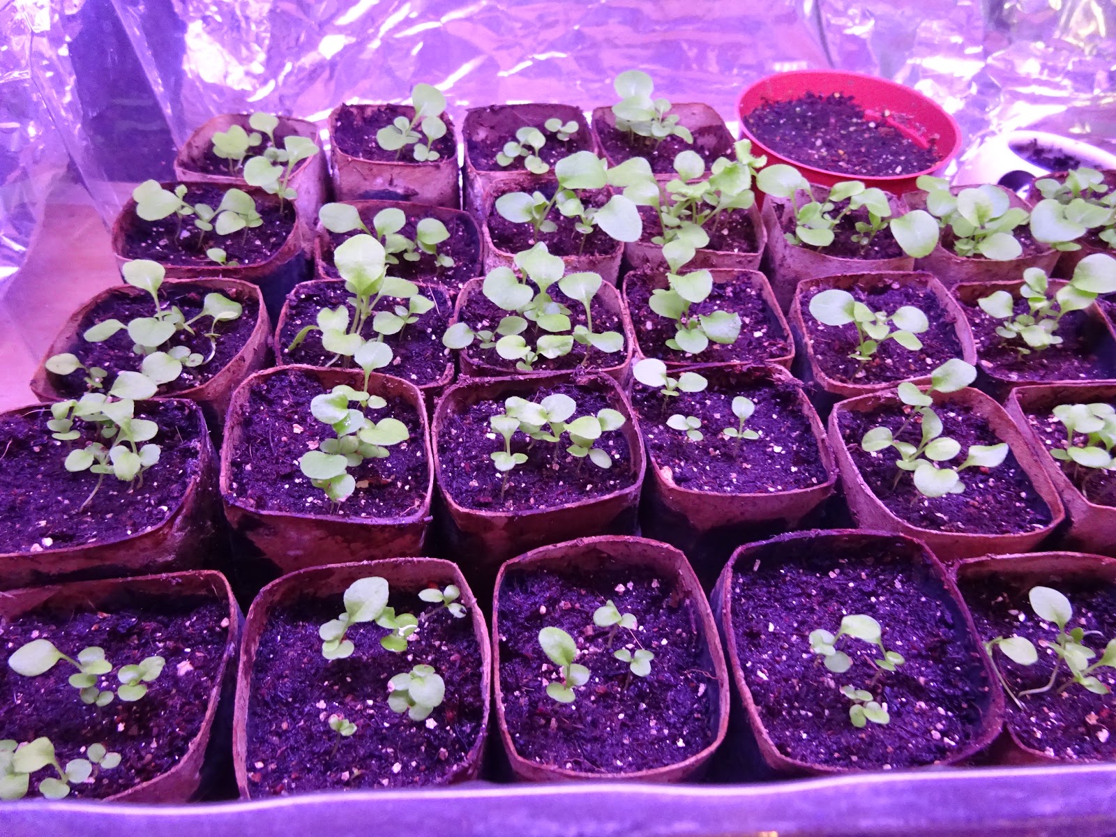 Casa Verde: Rasaduri in role de carton