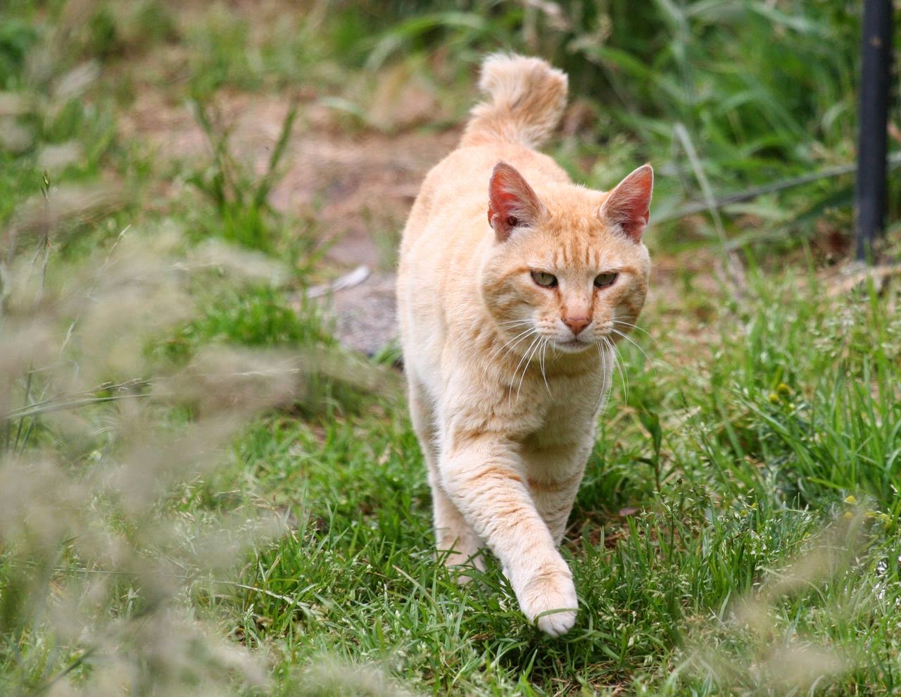 Orange Half-Tail Cat on the Move!