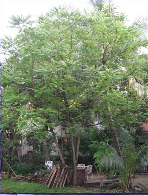 Mengenal Tanaman Buah Cermai atau Gooseberry - FLORA DIRGANTARA