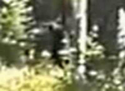 Bigfoot Exposed: An Anthropologist Examines America's Enduring Legend