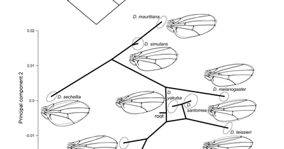 Morfometría Geométrica: Curso de Morfometría Geométrica y Filogenia en ...