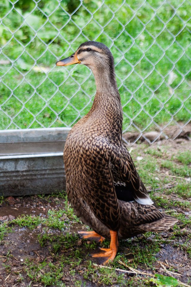 Black Dog Barnyard: Ducks