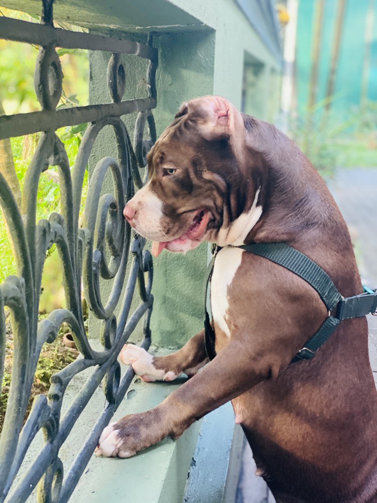 Mother's Vision Pre School: #Haidi Haidi Breeder/Kennel-American Bully ...
