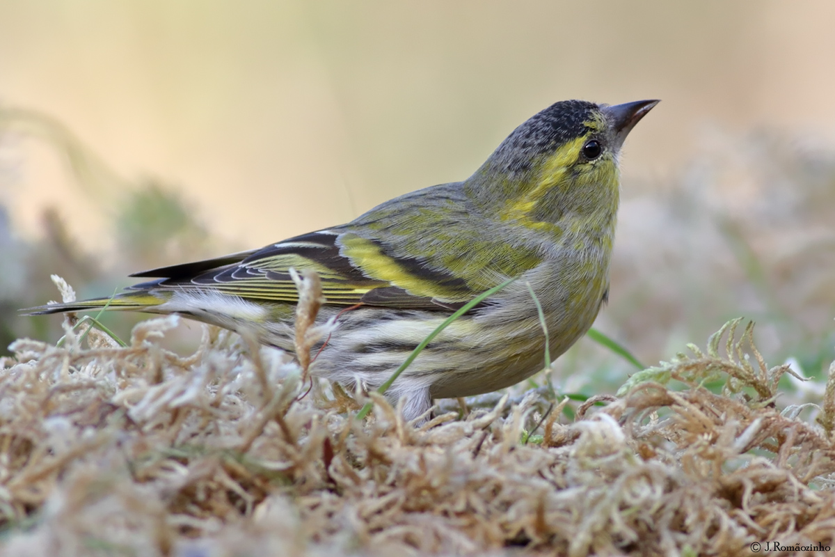Pescador de aves: Lugre