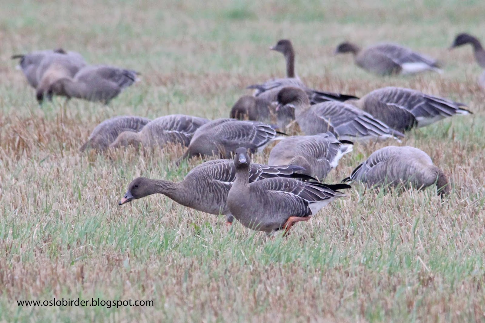 OSLO BIRDER: Geese