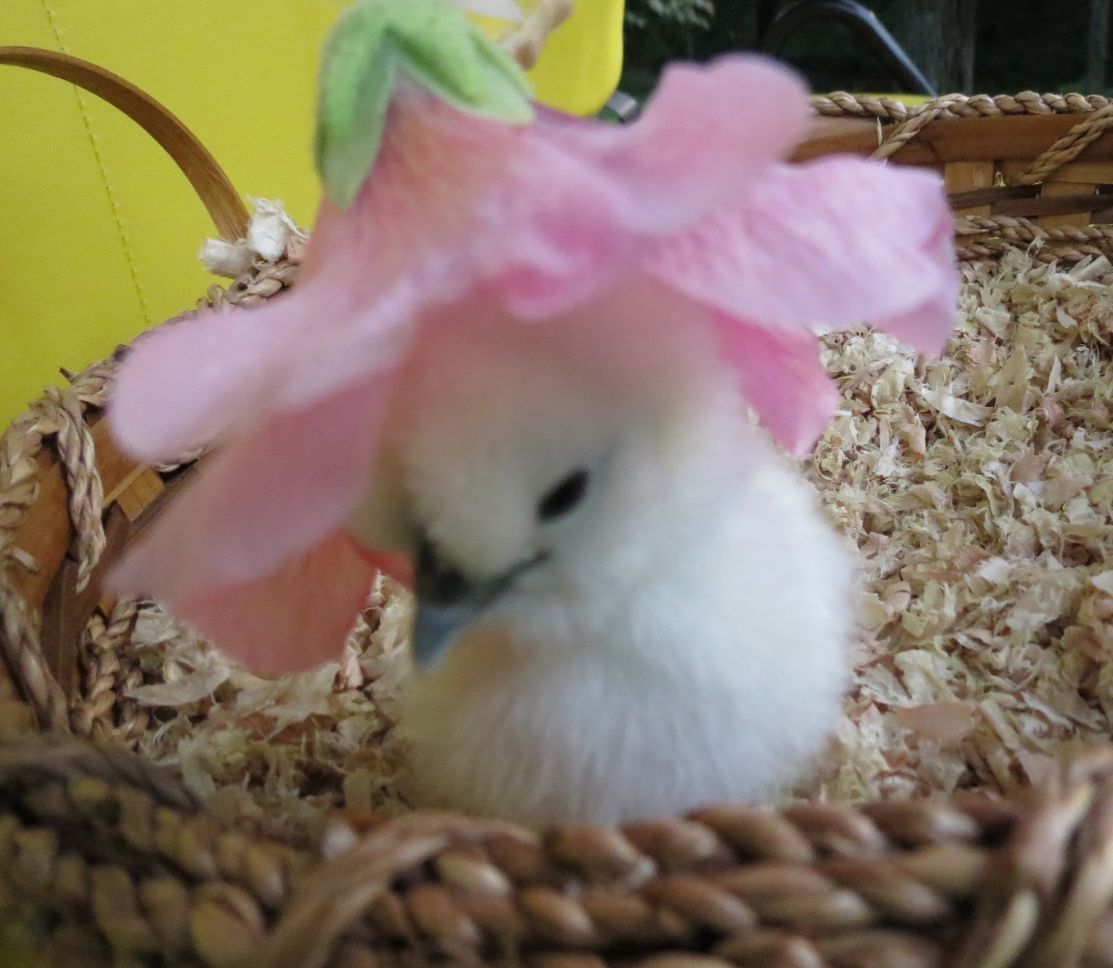 Marge's Silkie Chickens : Pretty in Pink