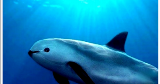 ANIMALES ACUÁTICOS EN PELIGRO DE EXTINCIÓN