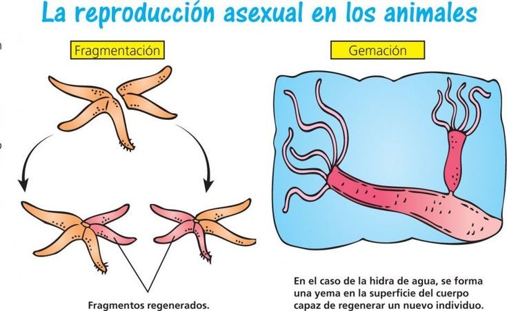 Biología y Cs. Naturales: Los seres vivos se reproducen