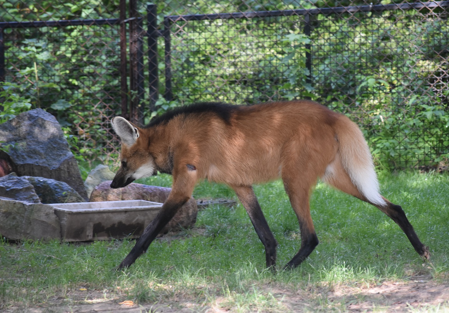 ZOOTOGRAFIANDO (6.100 ANIMALS): LOBO DE CRIN / MANED WOLF (Chrysocyon ...