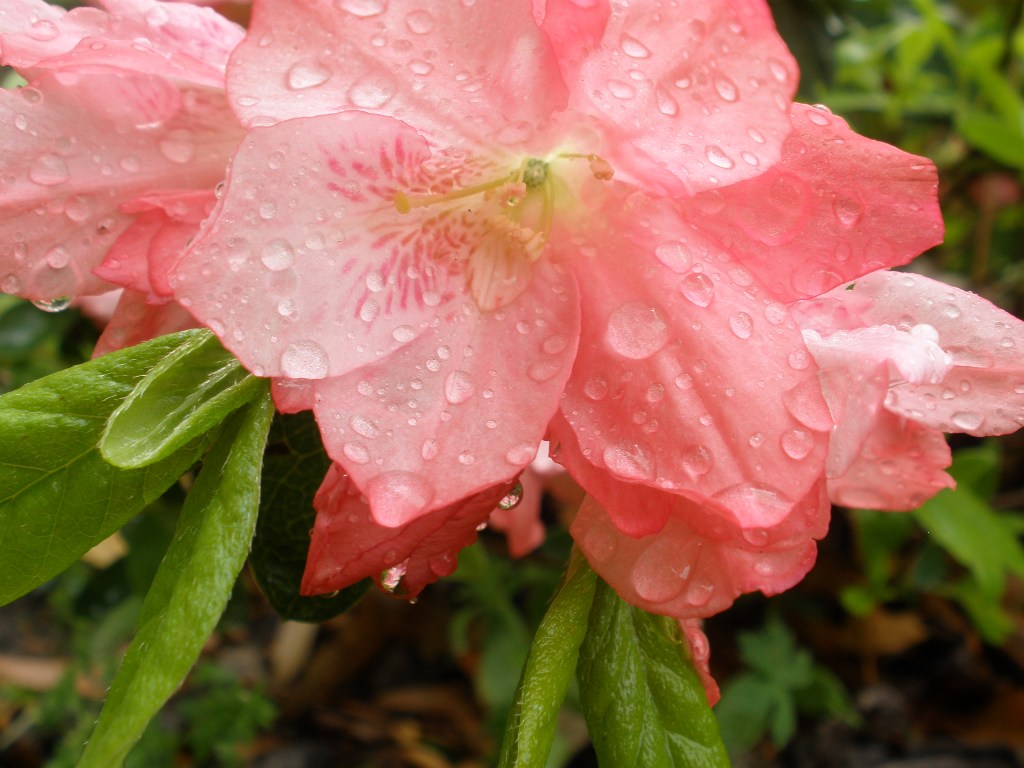 MARIETTE'S BACK TO BASICS: {Glenn Dale Azalea 'Mother of Pearl' in Our ...