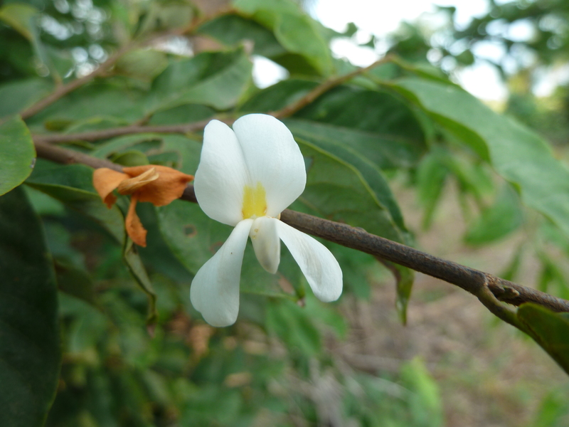 Bloody Bean Trees – Part 2: Africa – Some Plant History Articles