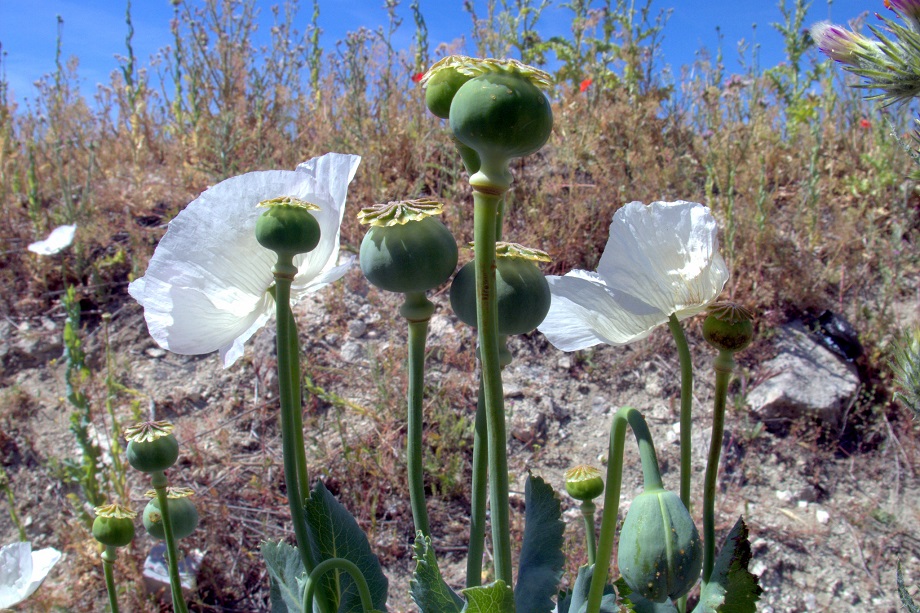 10 Tanaman Yang Termasuk Narkotika - Ciriciripohon.com