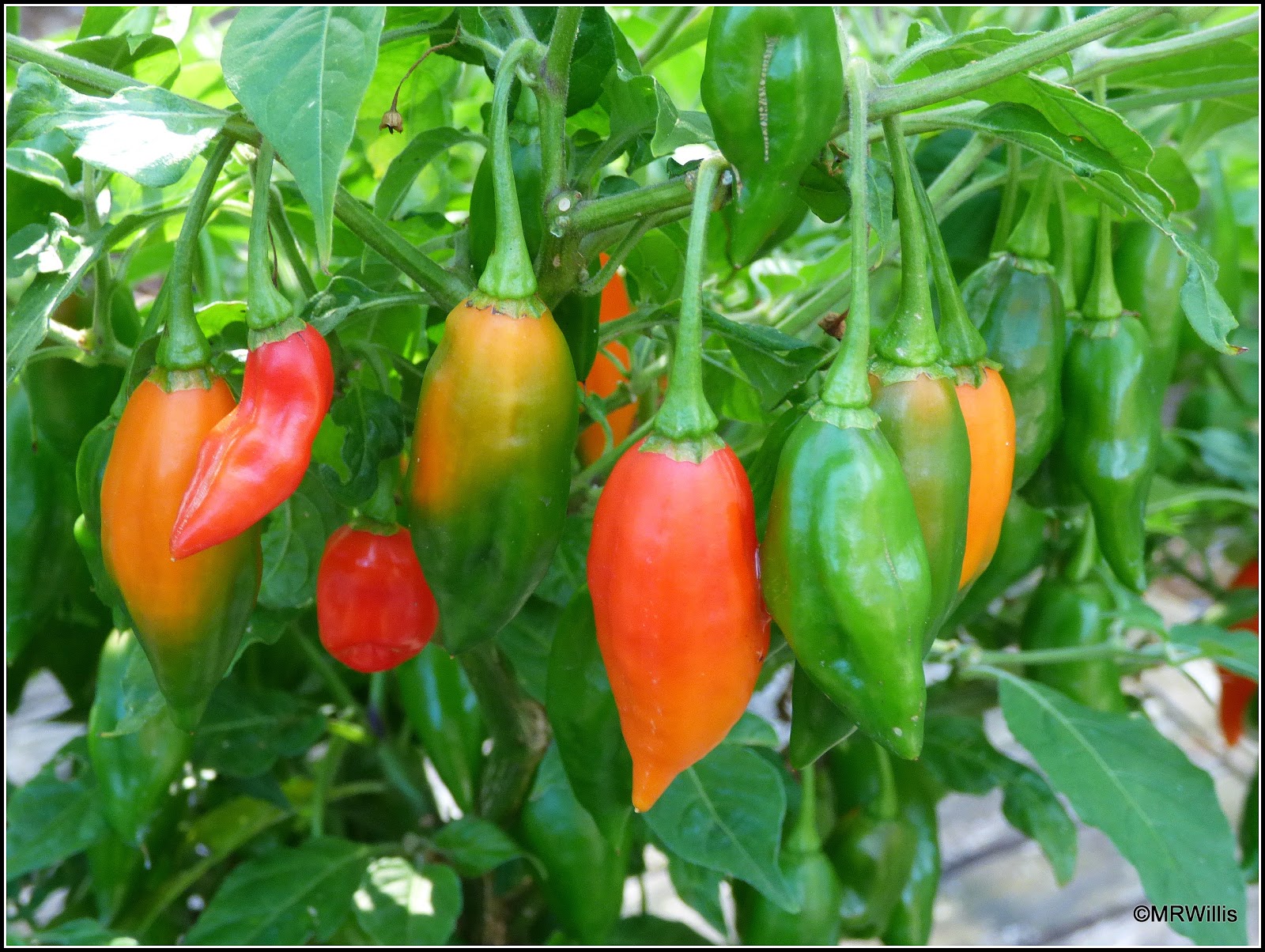 Mark's Veg Plot: Chillis - a contrast in styles