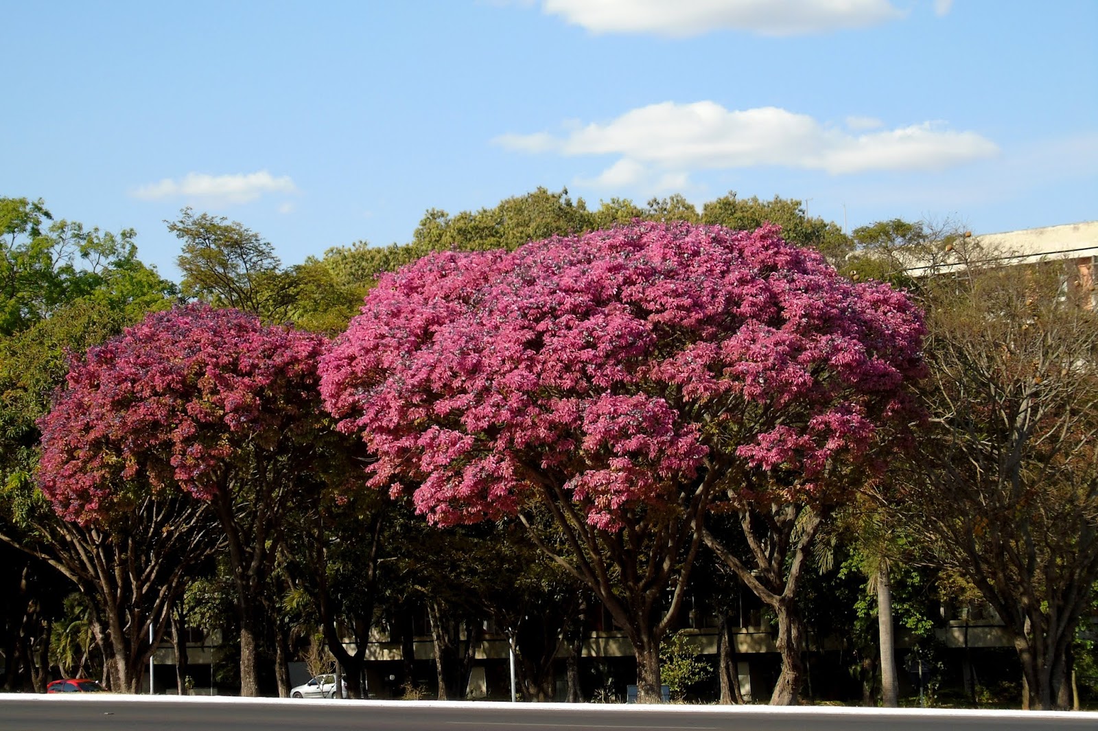 Sapucaia (Lecythis pisonis Cambess.) | A planta da vez