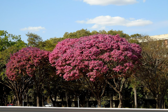 Sapucaia (Lecythis pisonis Cambess.) | A planta da vez