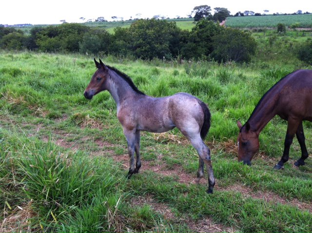 Um pouco sobre pelagens: Genes para padrão de branco