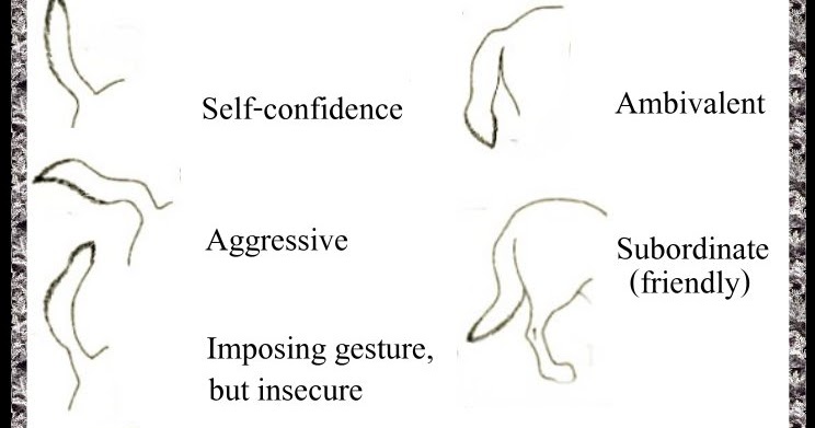 Canis lupus 101: How to Read a Wolf