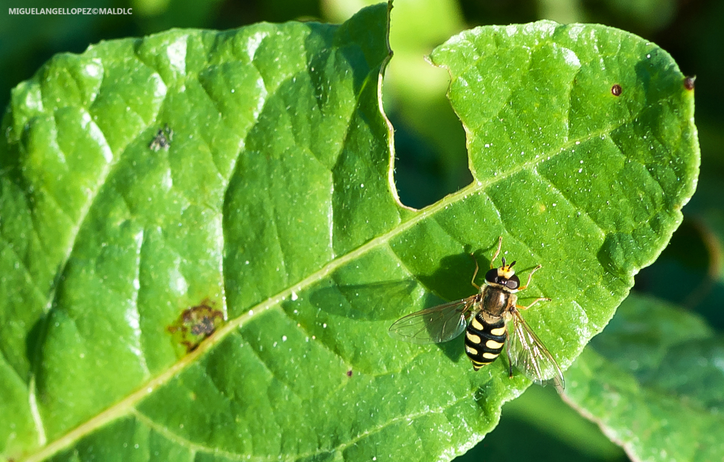 Perimetros--Flora y Fauna de Rota(Cadiz): Eupeodes sp