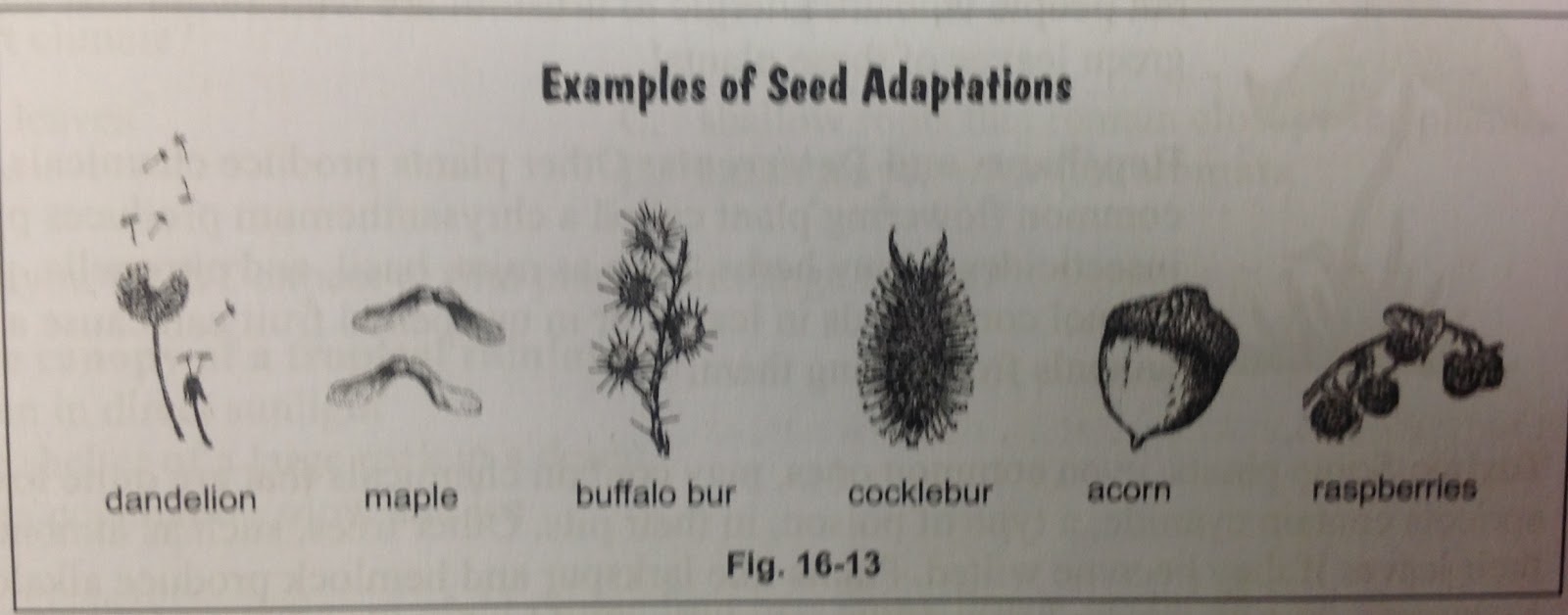 South Pontotoc Biology: Units 15, 16, 17 Notes and Study Links