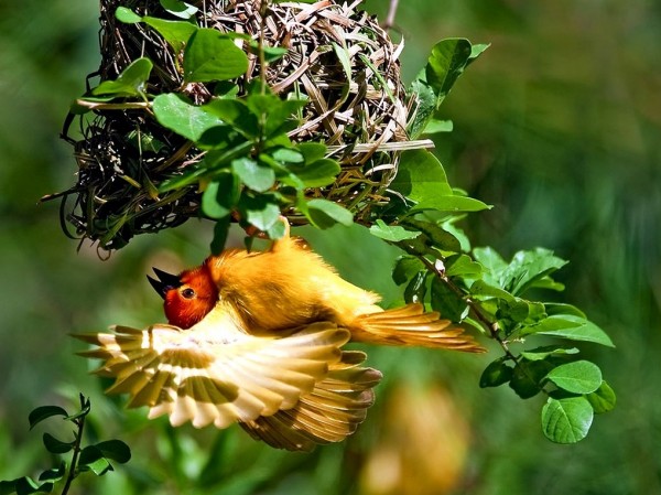 Tuesday, November 29, 2011 // Labels: Birds WP // 0comments