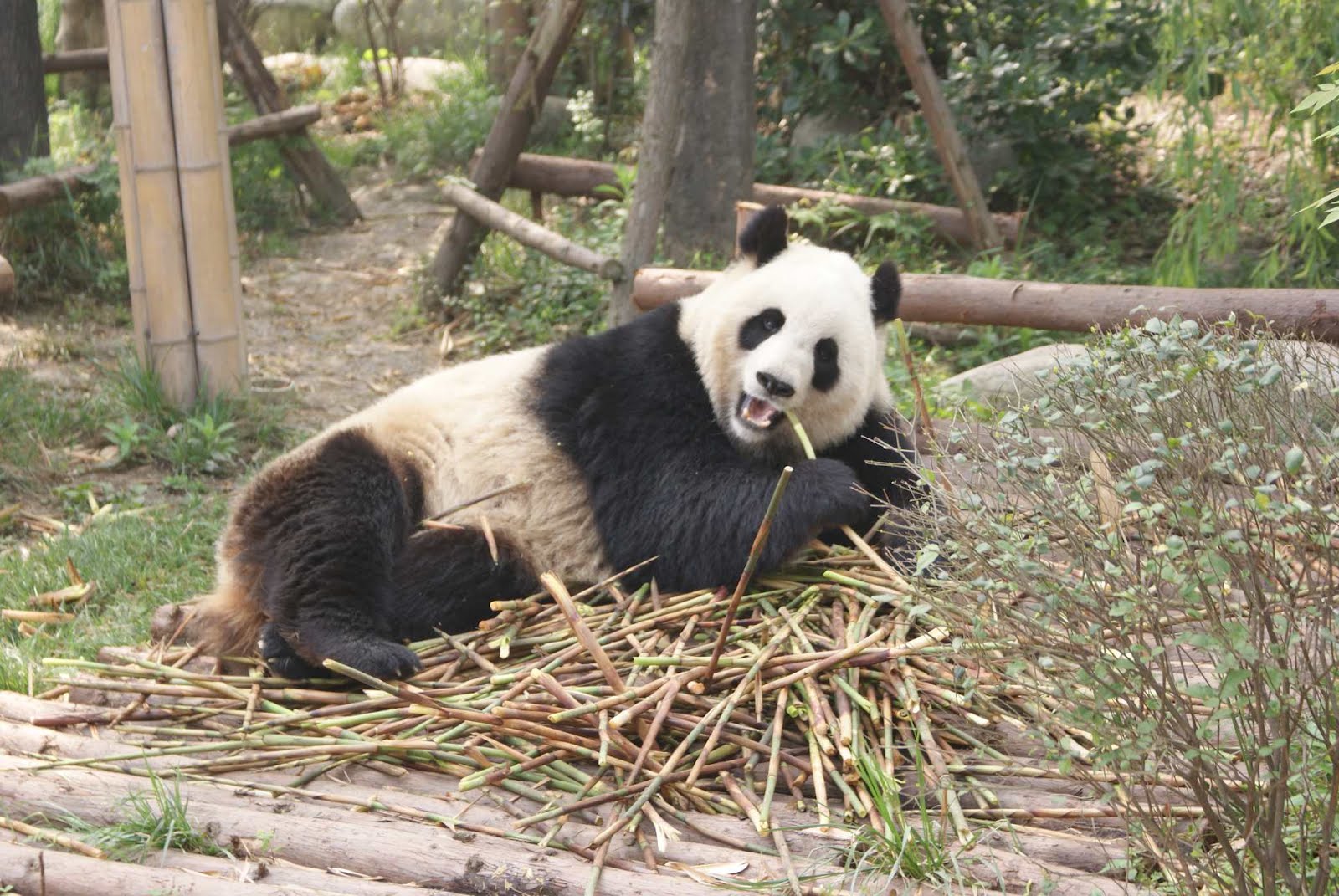 Michelle and Gareth's travel blog: Cuddling a Giant Panda