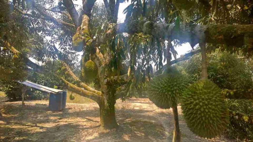 Life of Annie: The need to get rid of durian trees in forest reserve