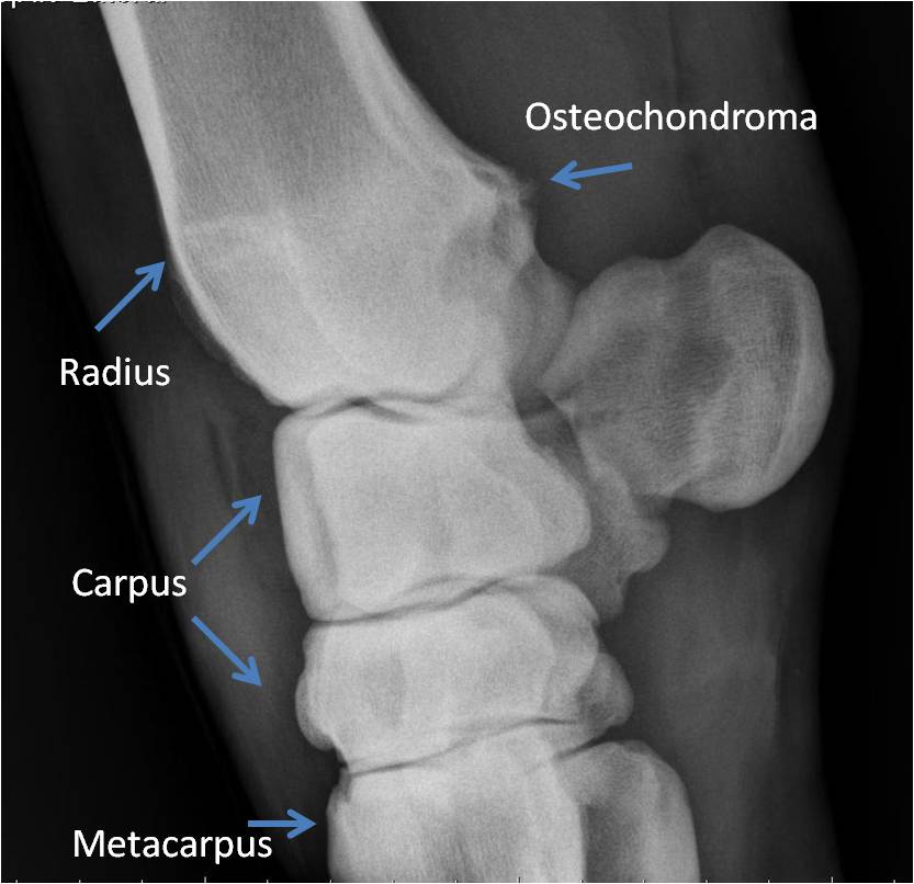 Michael Porter, Equine Veterinarian: Osteochondroma in a horse!!