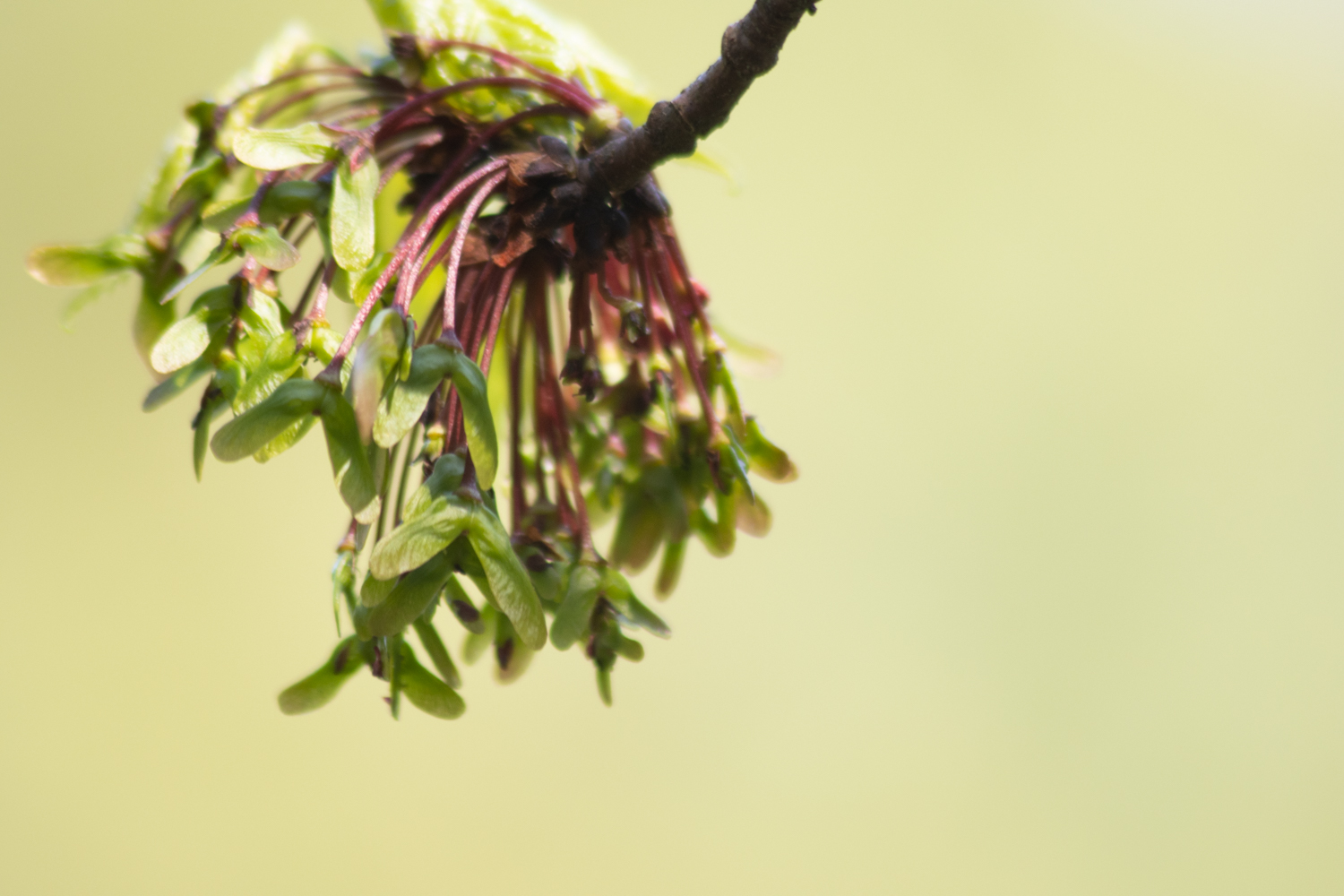 Shoreline Area News: Watching maple tree blossoms ripen into spinning seeds