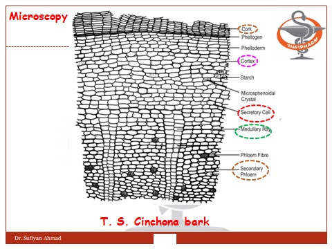 Morphology, histology & extraction & detection of Cinchona