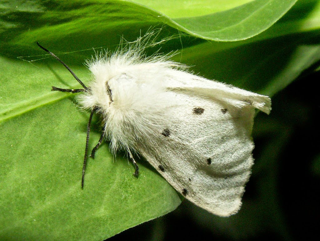 VENEZUELAN POODLE MOTH photos - wallpapers (ανανεωμένο) | the fun bank