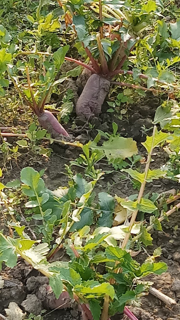 Health Benefits of Vegetables & Non-Vegetables: Radish Plant