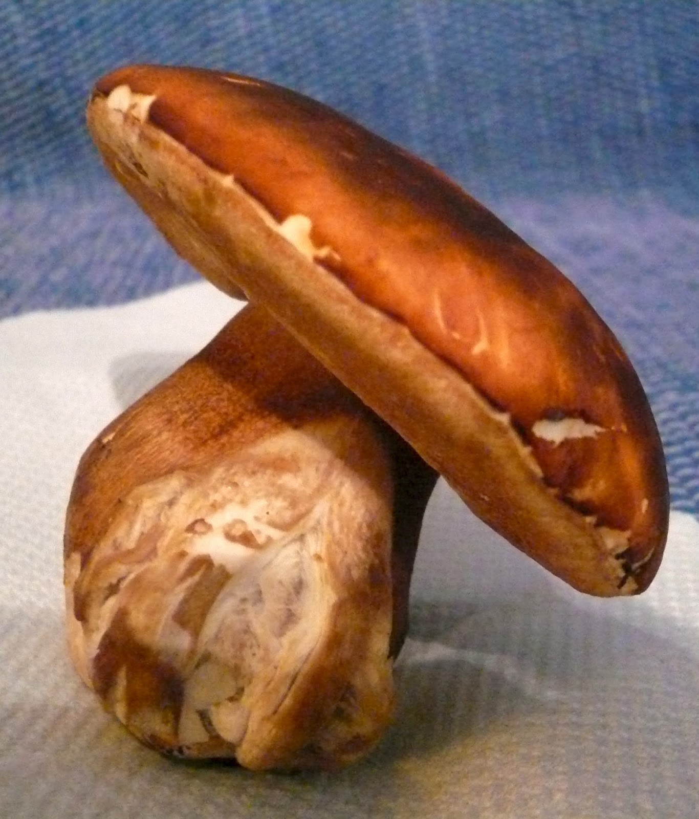 Setas de Andalucía: Boletus Edulis