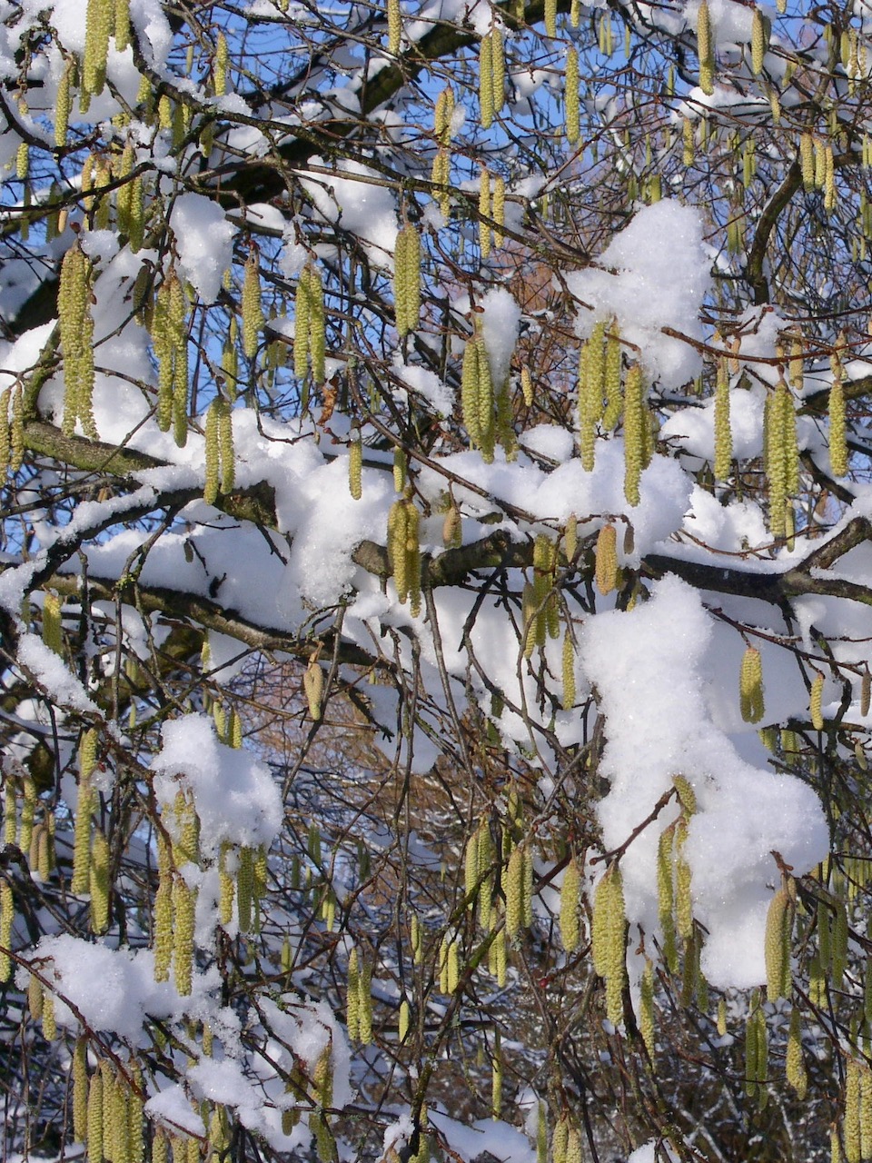 Nature and Weather in SE England: February trees and shrubs