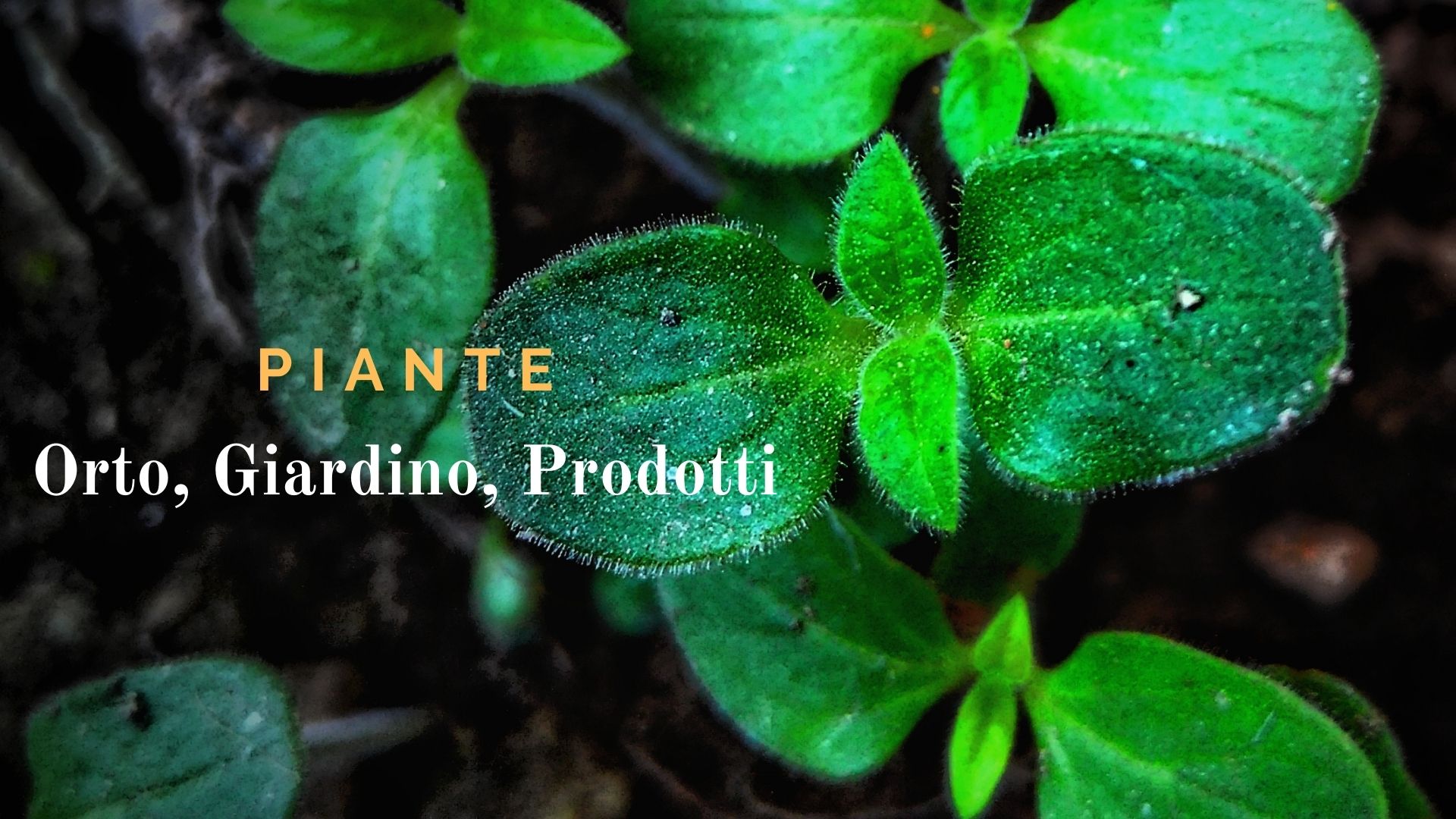 Come preparare un insetticida biologico contro afidi, acari, larve e ...