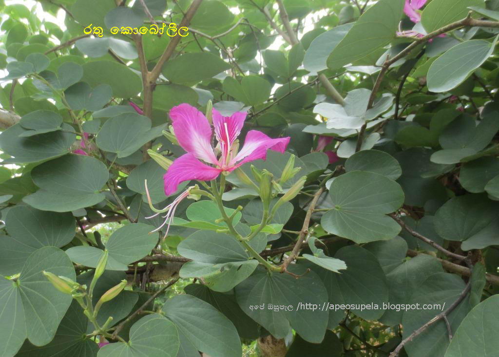 කොබෝලීල [Koboleela] (Bauhinia sp.) ~ අපේ ඔසුපැළ Medicinal Plants of Sri ...