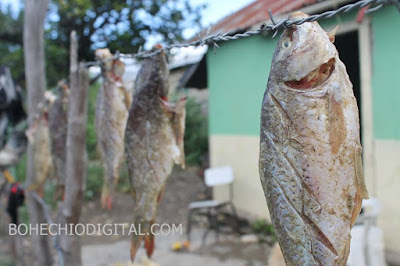 La biajaca, pez en vía de rescate de poblaciones